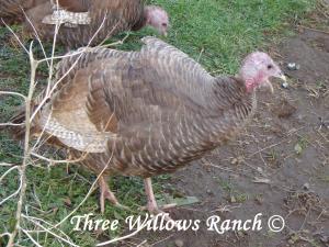 Varieties – TURKEY COLOR GENETICS