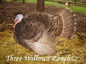 Varieties – TURKEY COLOR GENETICS