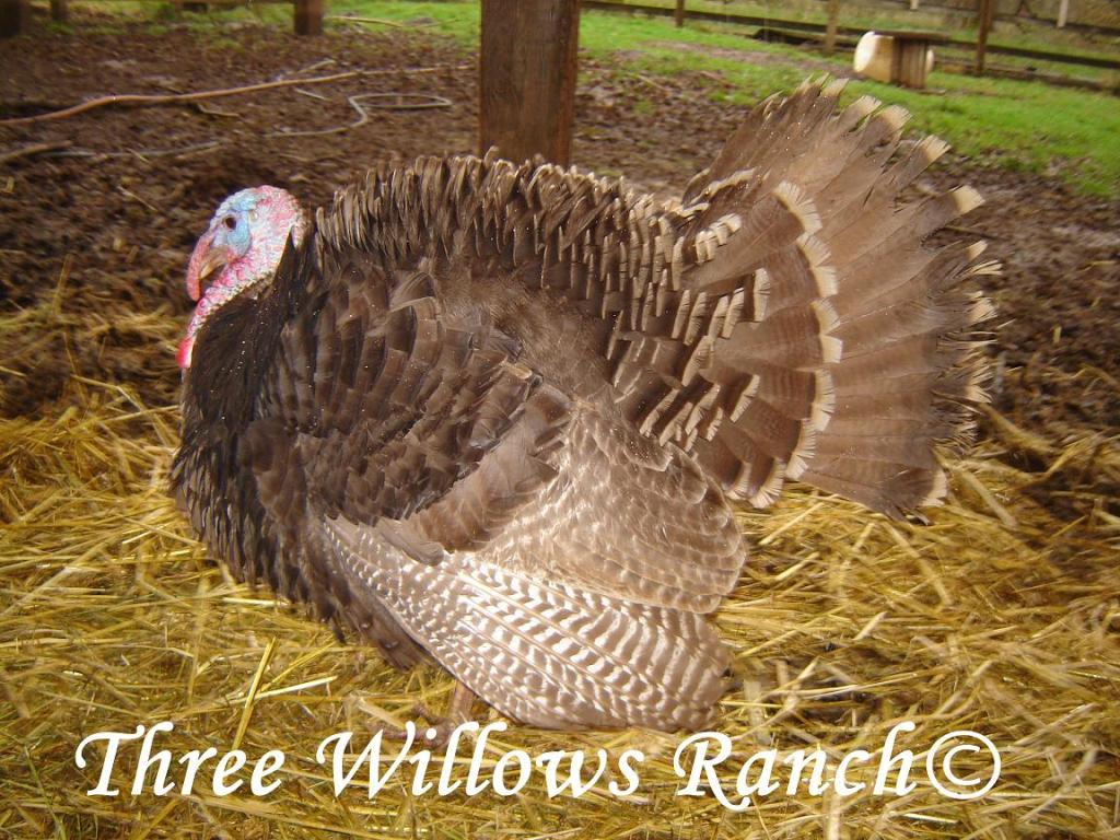 Varieties – TURKEY COLOR GENETICS