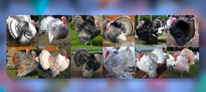 Varieties – TURKEY COLOR GENETICS