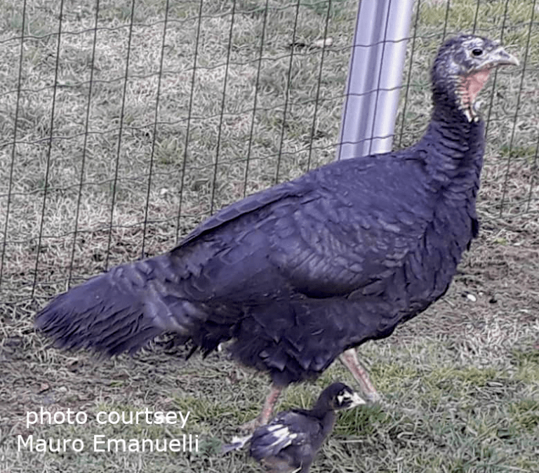 Varieties – TURKEY COLOR GENETICS