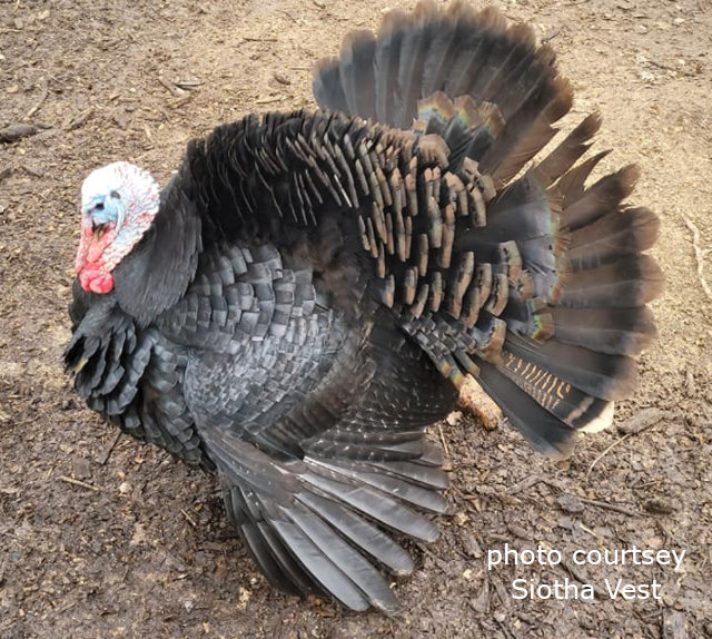 Varieties – TURKEY COLOR GENETICS