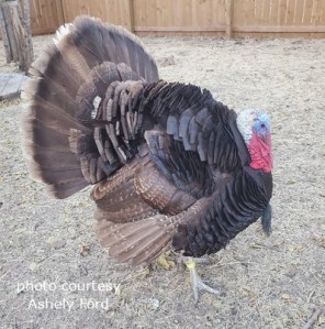 Phenotypes & Genotypes – TURKEY COLOR GENETICS