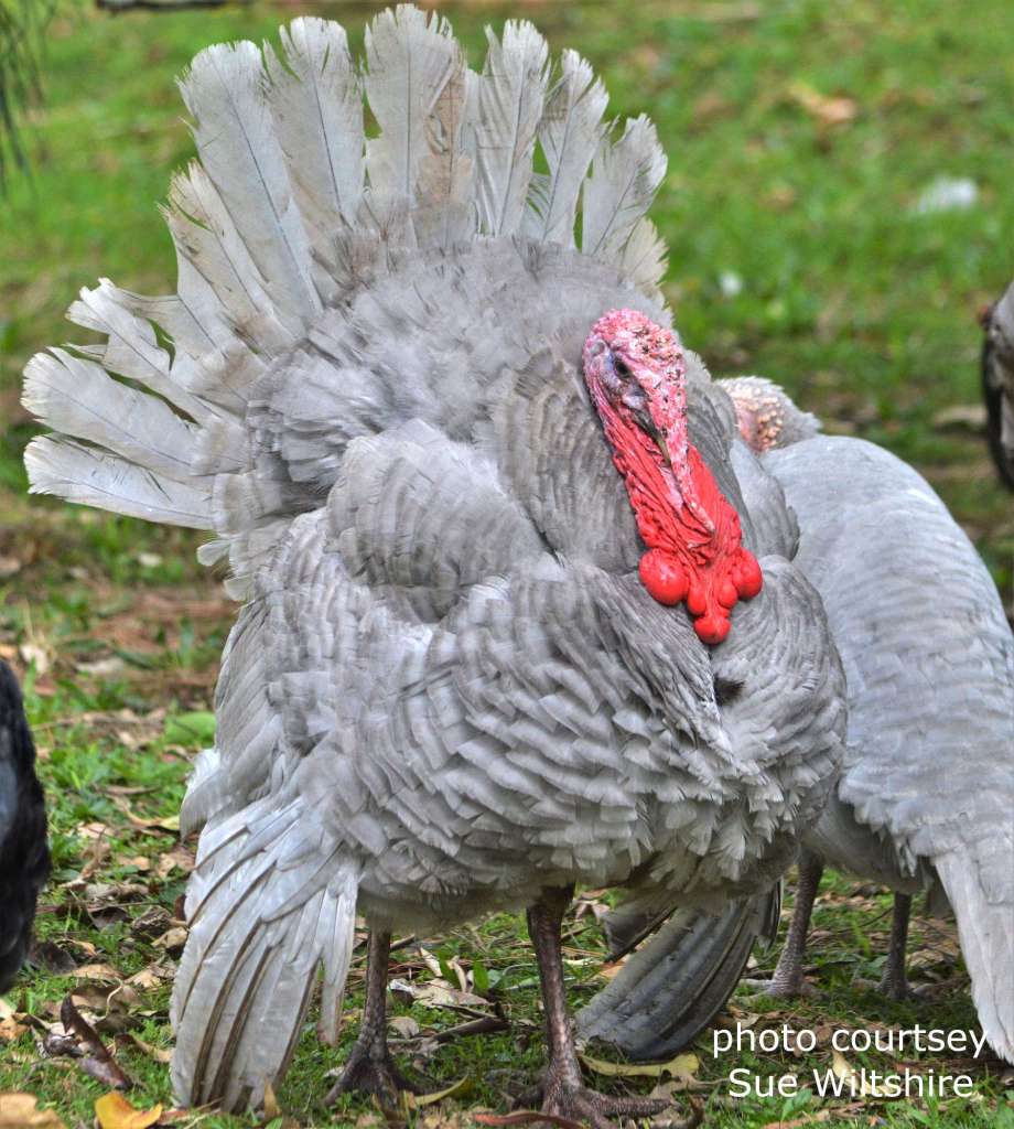 Varieties – TURKEY COLOR GENETICS