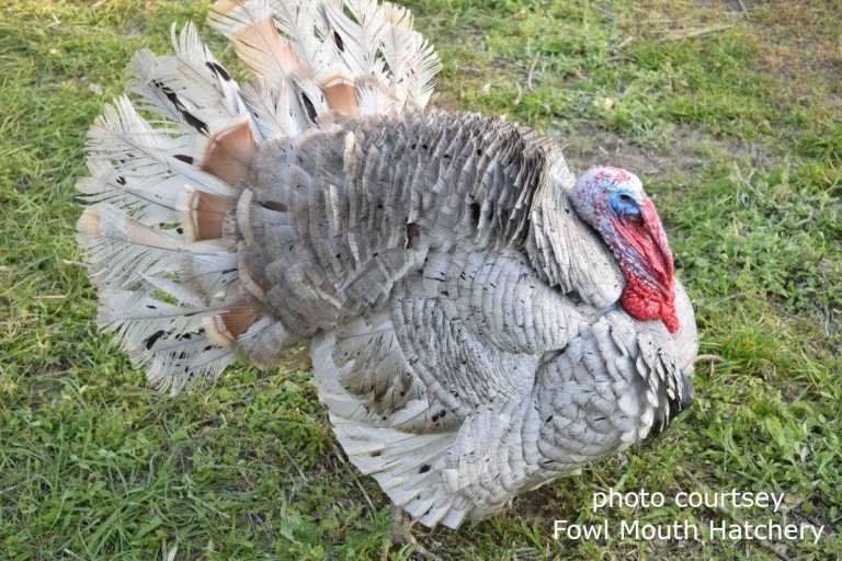 Phenotypes & Genotypes – TURKEY COLOR GENETICS