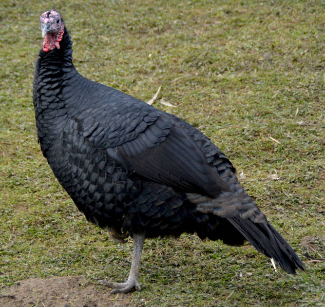 Varieties – TURKEY COLOR GENETICS