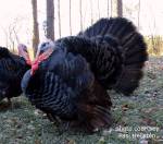 Varieties – TURKEY COLOR GENETICS