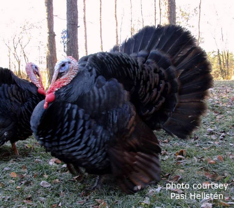 Phenotypes & Genotypes – TURKEY COLOR GENETICS