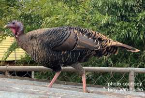 Phenotypes & Genotypes – TURKEY COLOR GENETICS