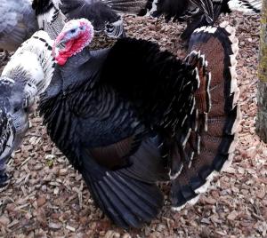 Varieties – TURKEY COLOR GENETICS