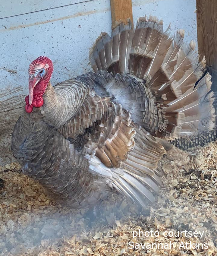 Phenotypes & Genotypes – TURKEY COLOR GENETICS