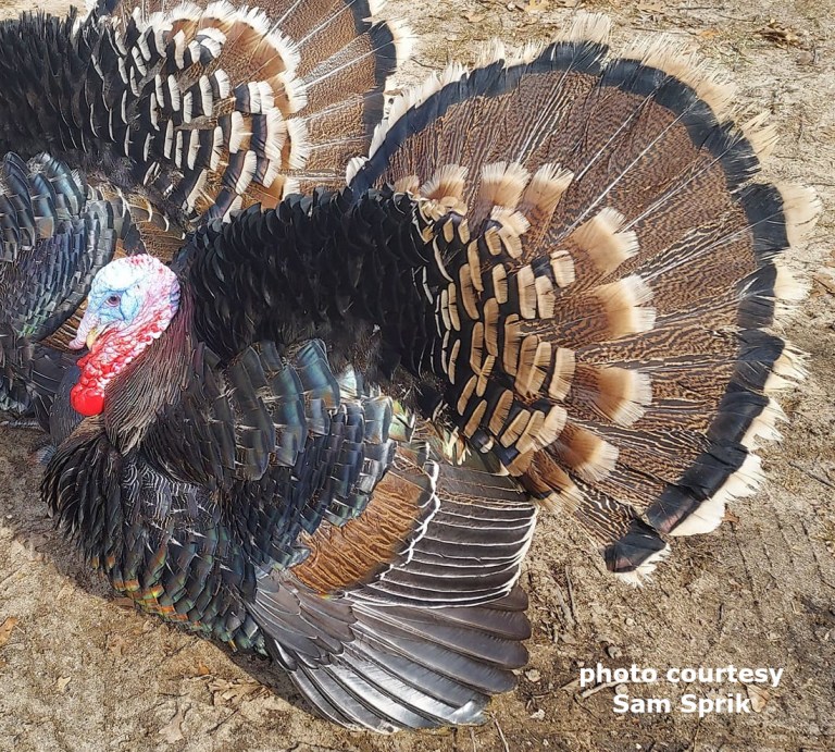 Phenotypes & Genotypes – TURKEY COLOR GENETICS