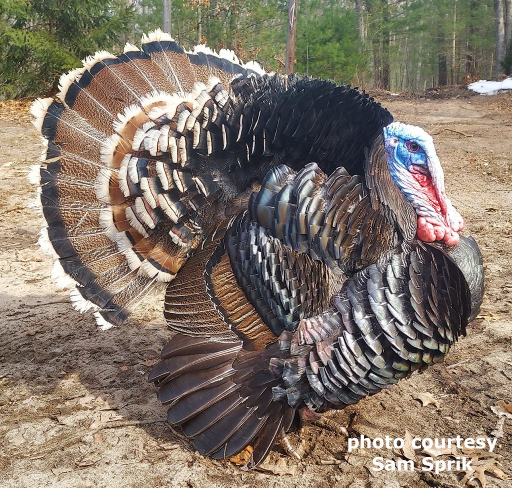 Varieties – TURKEY COLOR GENETICS