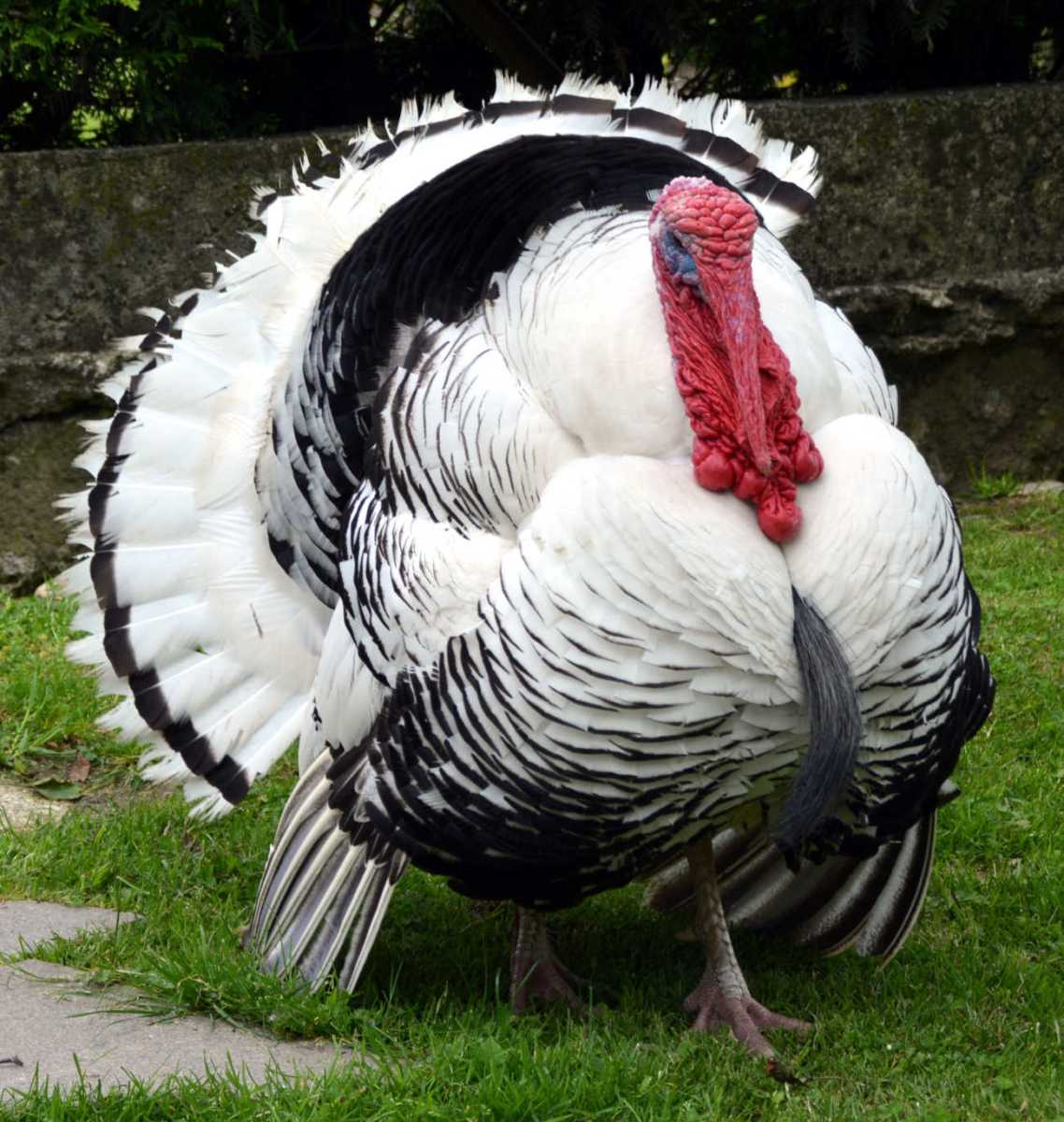 Mating – TURKEY COLOR GENETICS