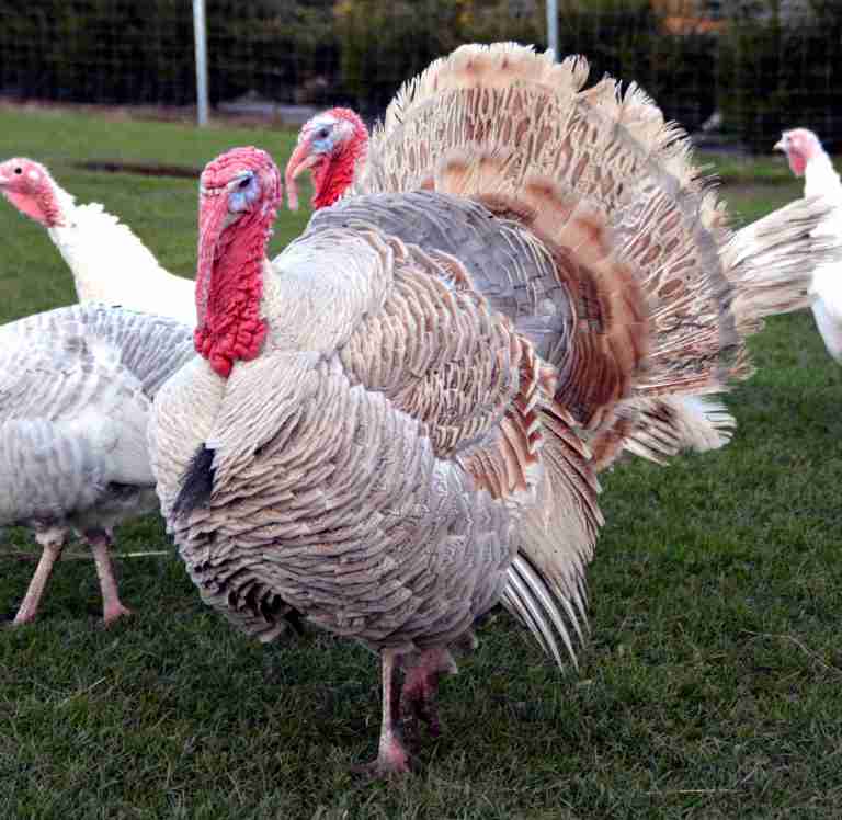 Phenotypes & Genotypes – TURKEY COLOR GENETICS