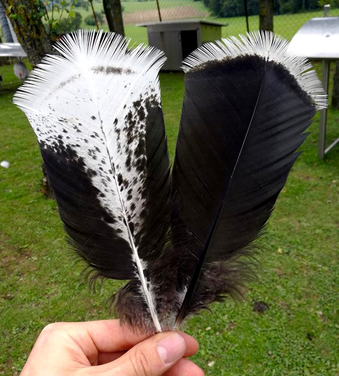 20799473_289462311535448_4859867418046006942_nsmall – TURKEY COLOR GENETICS