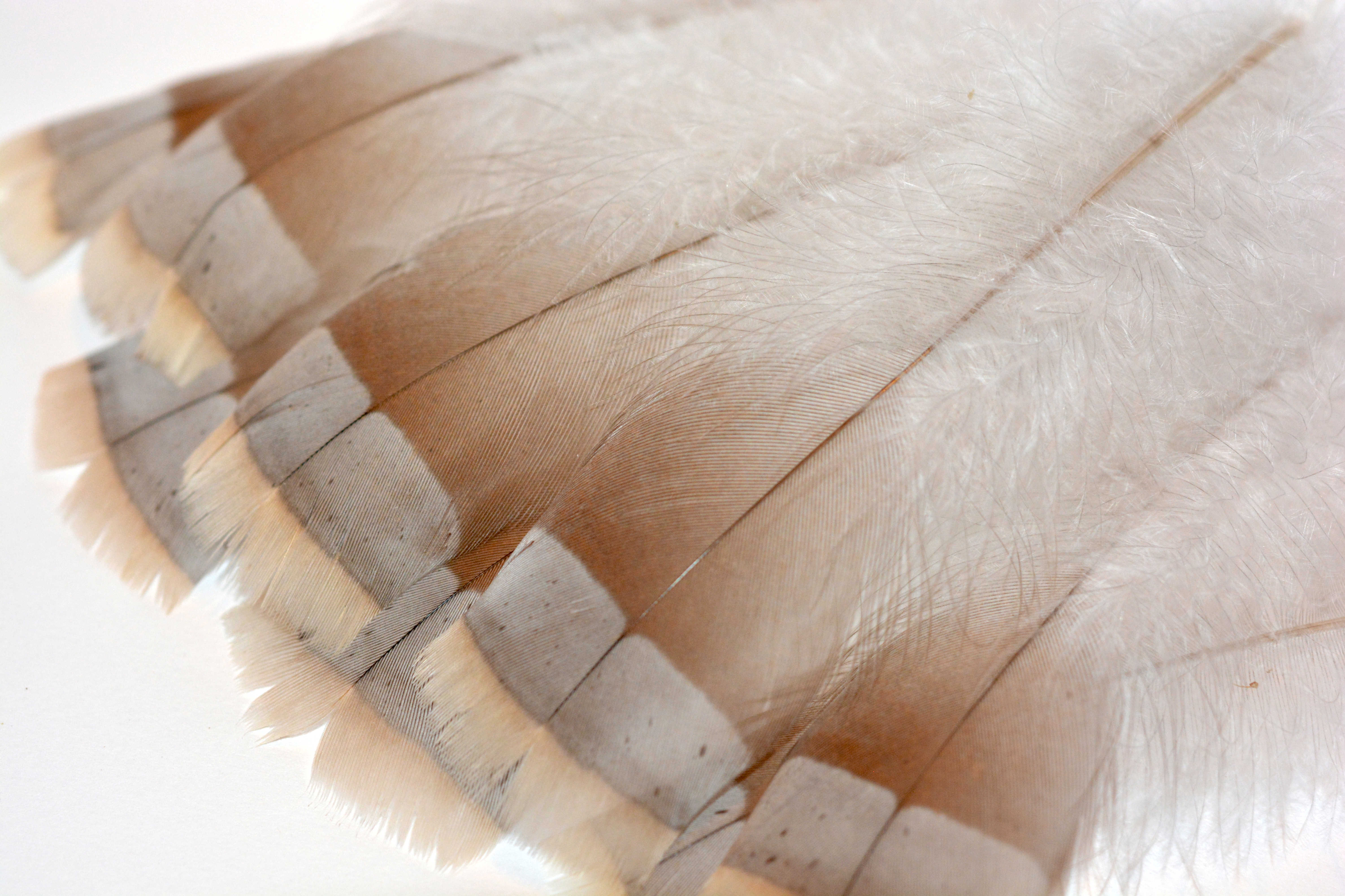 TURKEY COLOR GENETICS – A Brief Introduction by Franz Lehner