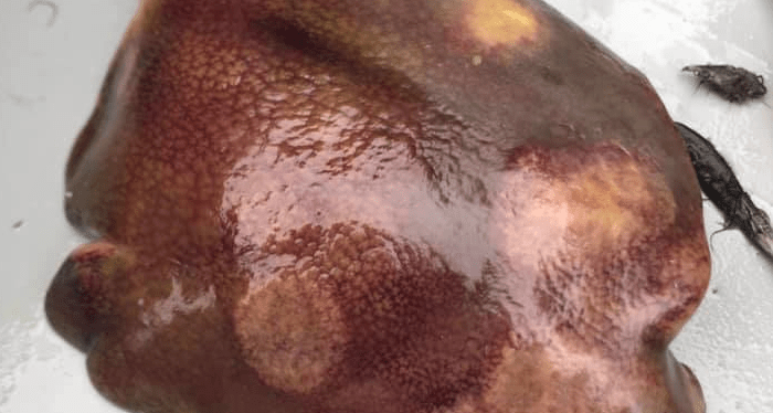 Poultry Disease – TURKEY COLOR GENETICS