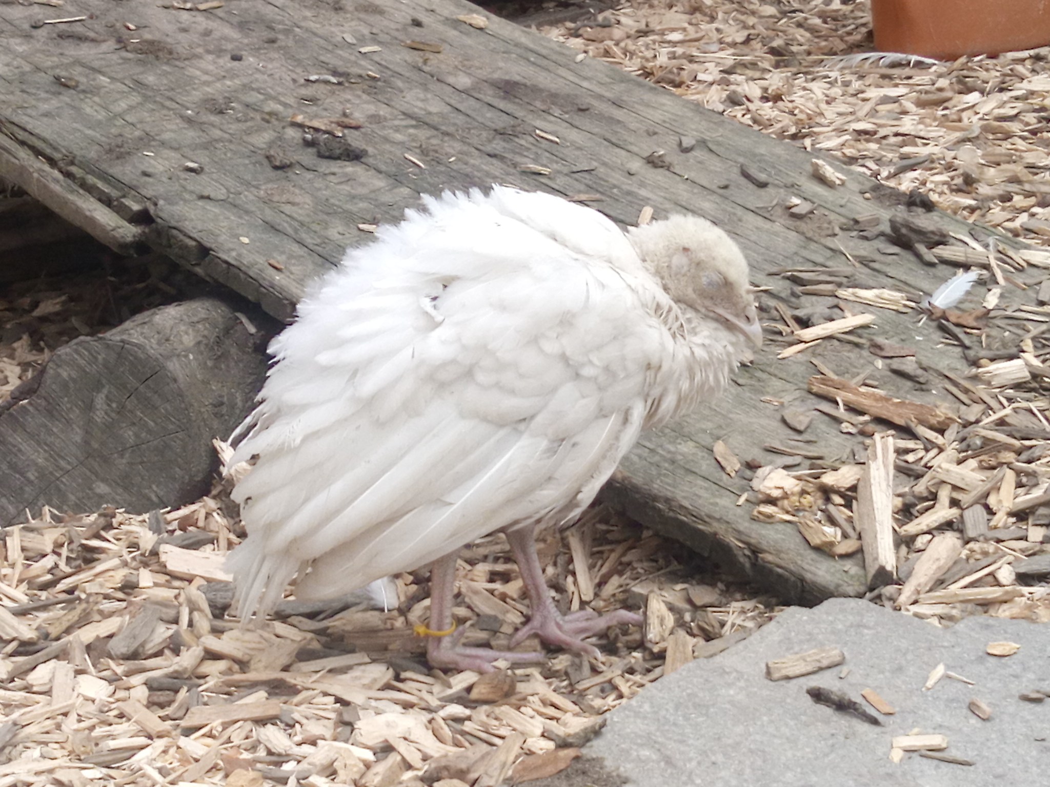 Poultry Disease – TURKEY COLOR GENETICS