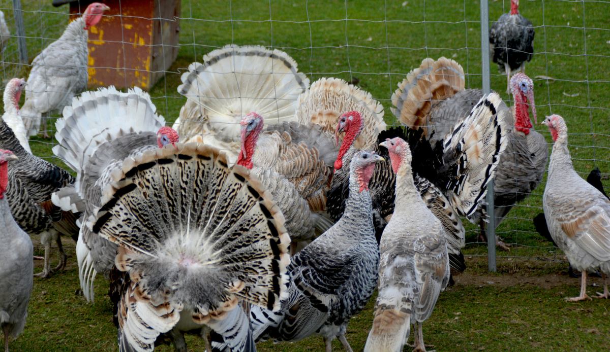 Getting Started with Turkeys – TURKEY COLOR GENETICS