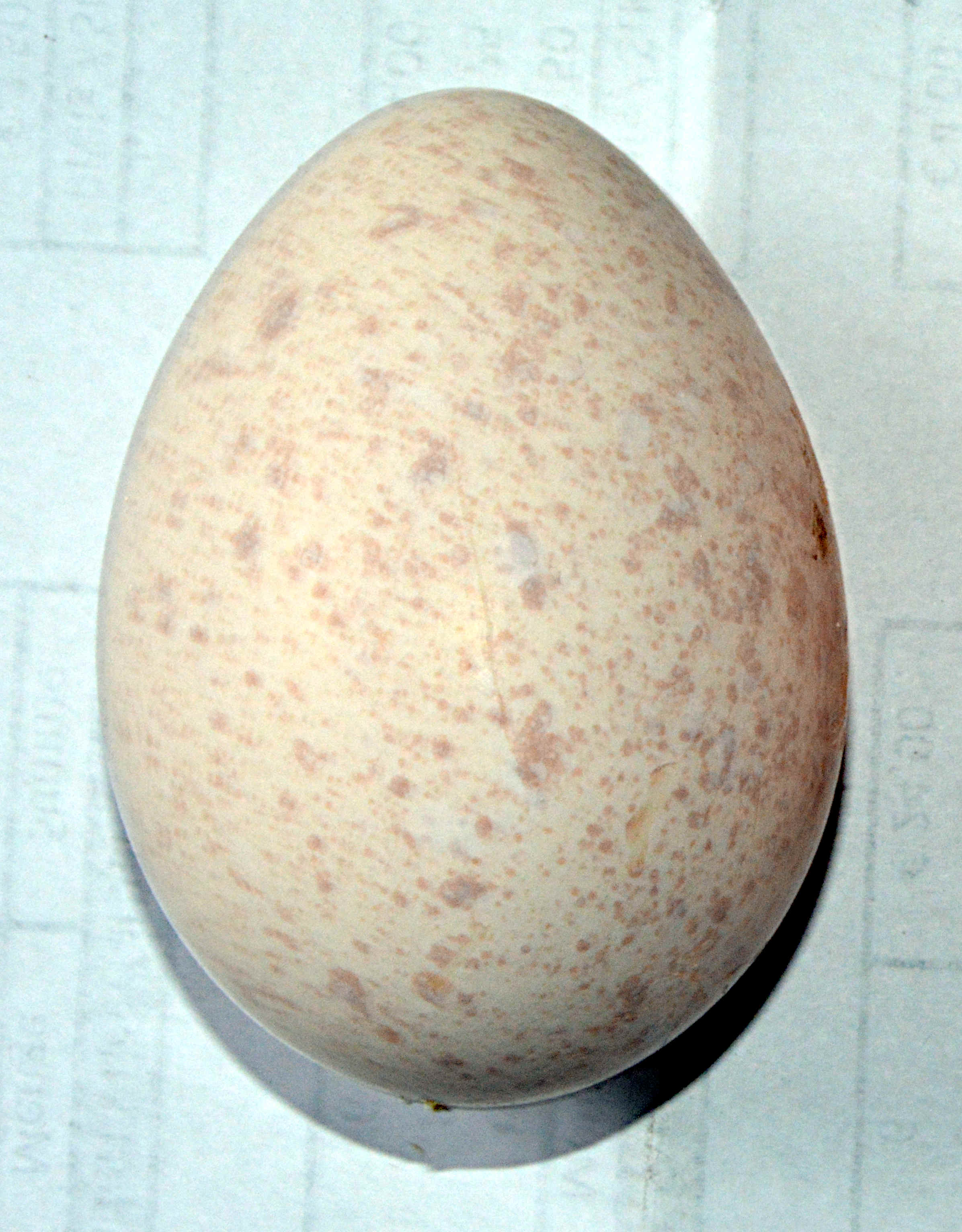 Hatching Egg Storage – TURKEY COLOR GENETICS