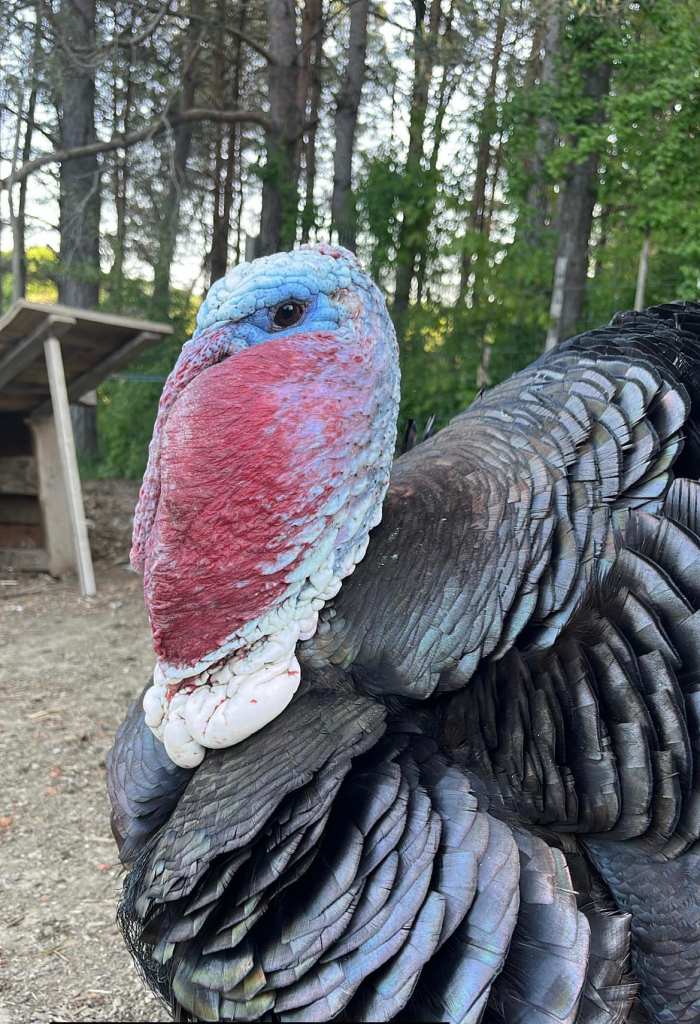 Poultry Disease – TURKEY COLOR GENETICS