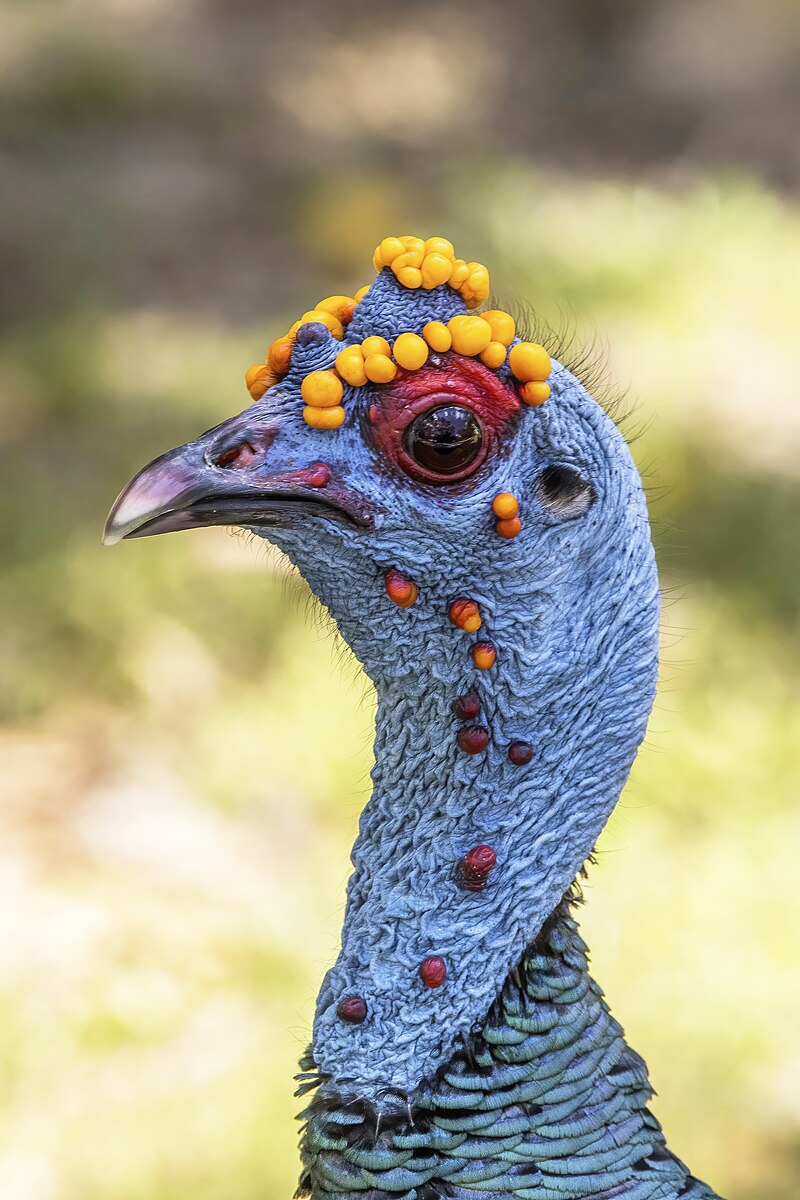 Ocellated Turkeys: The Jewels of the Yucatan – TURKEY COLOR GENETICS