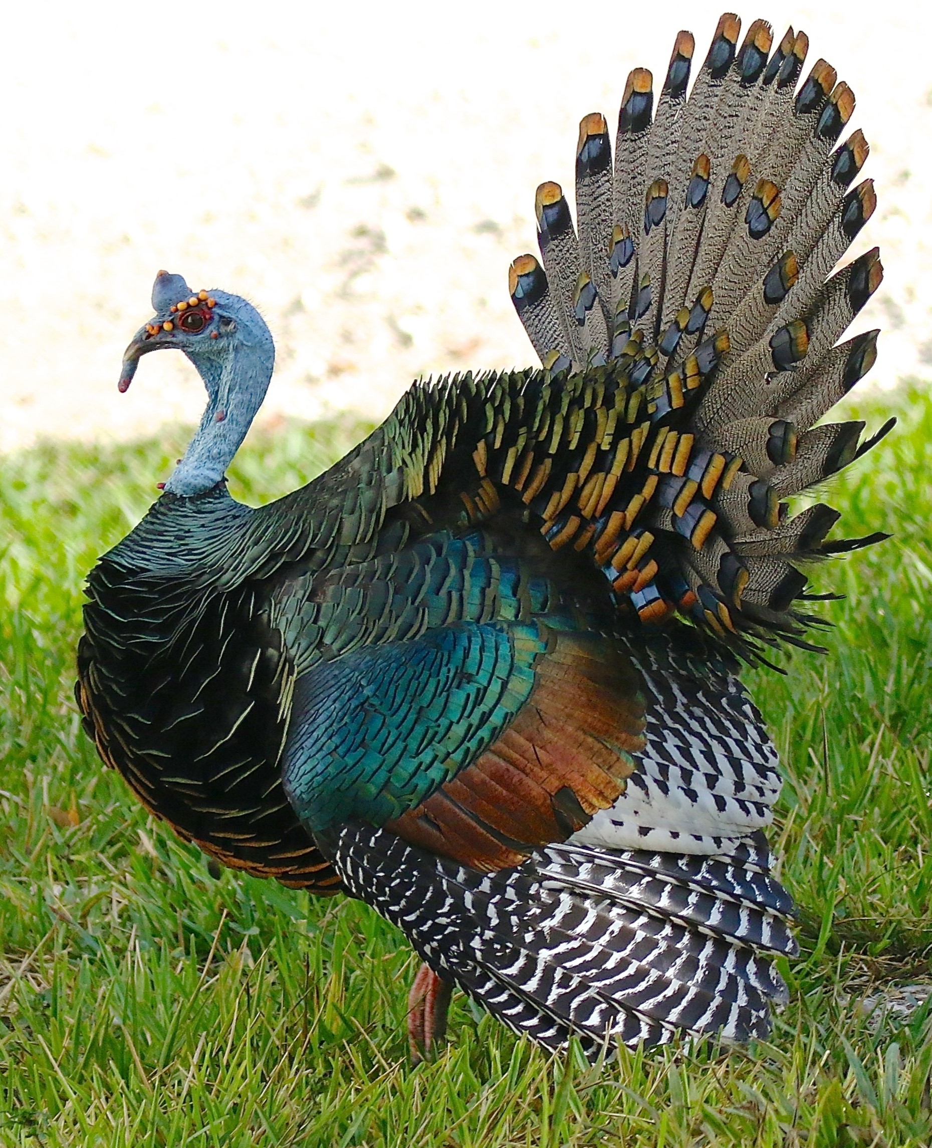 Ocellated Turkeys: The Jewels of the Yucatan – TURKEY COLOR GENETICS
