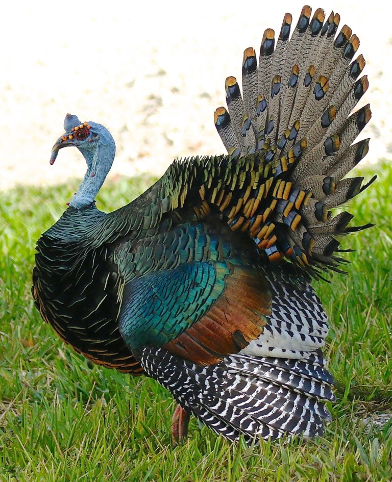 Ocellated Turkeys: The Jewels of the Yucatan – TURKEY COLOR GENETICS