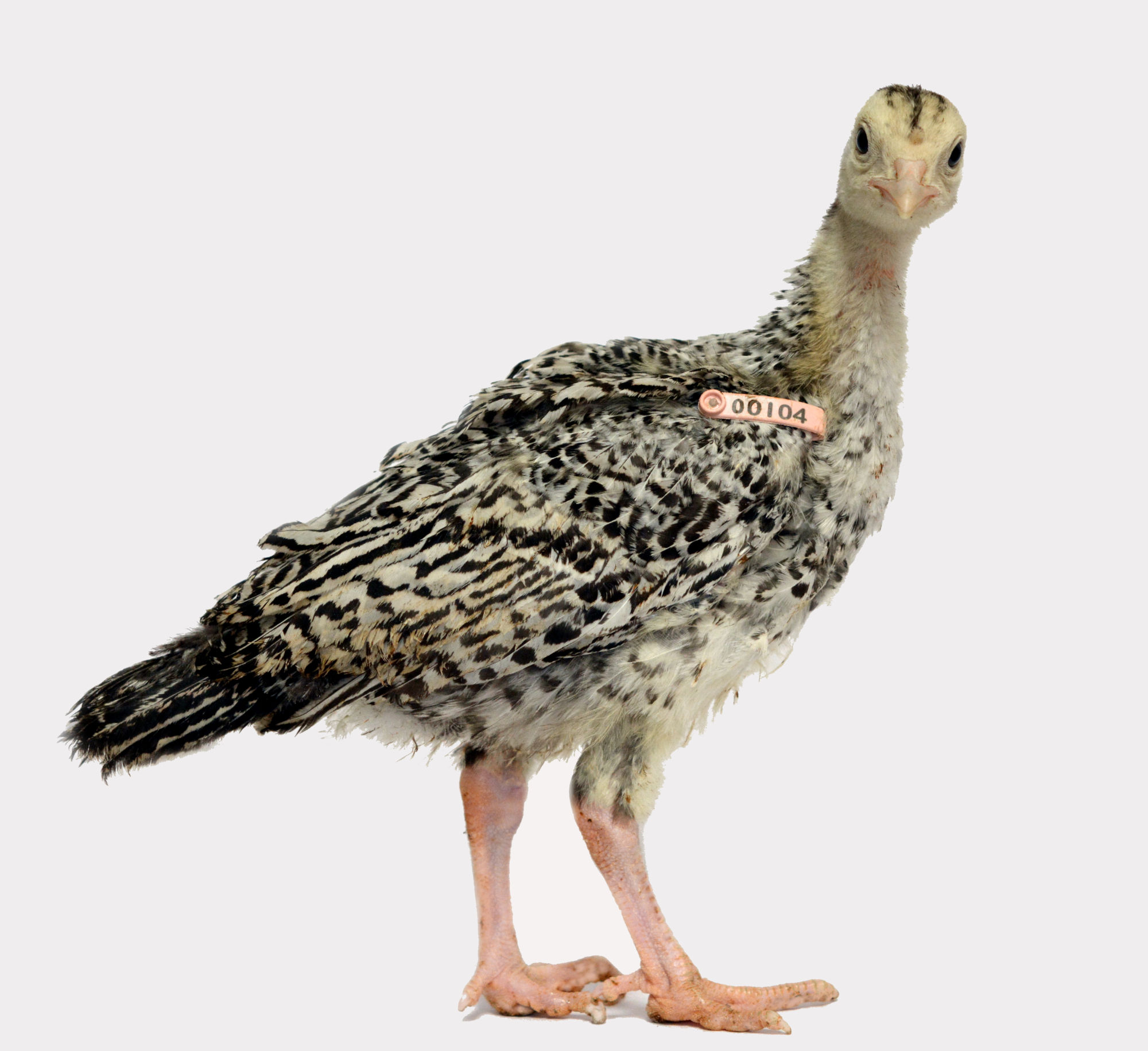 Phenotypes & Genotypes – TURKEY COLOR GENETICS