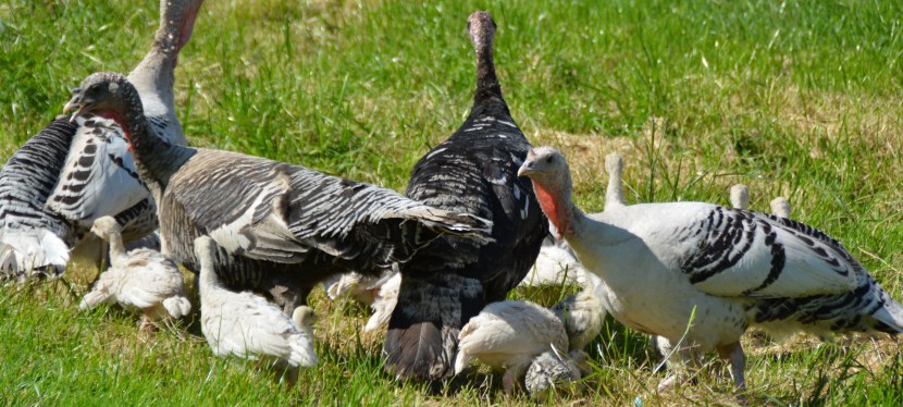 Naturally Brooding – TURKEY COLOR GENETICS