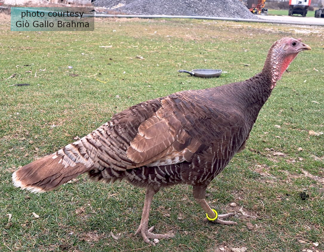 Phenotypes & Genotypes – TURKEY COLOR GENETICS