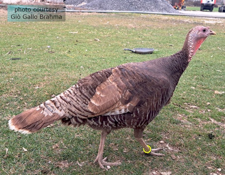 Phenotypes & Genotypes – TURKEY COLOR GENETICS