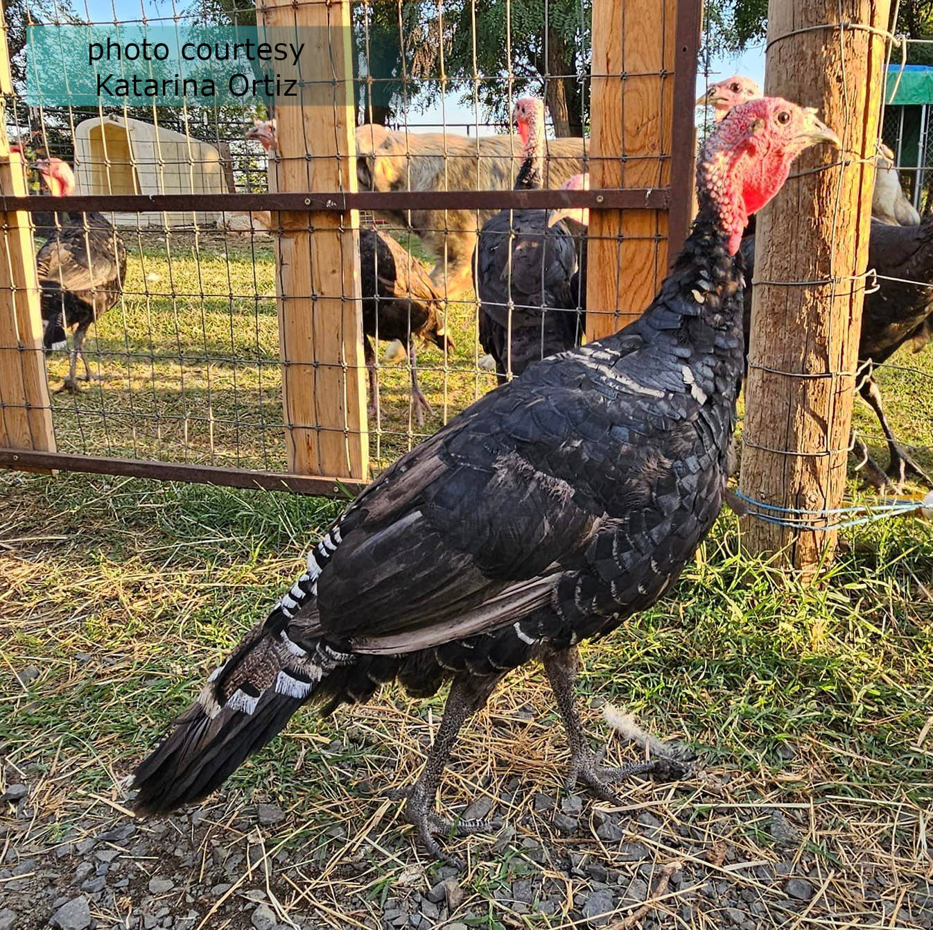 Phenotypes & Genotypes – TURKEY COLOR GENETICS