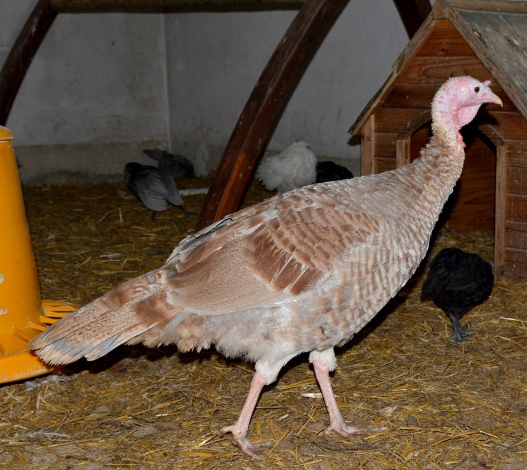 Phenotypes & Genotypes – TURKEY COLOR GENETICS