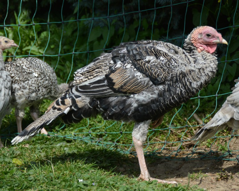 Phenotypes & Genotypes – TURKEY COLOR GENETICS