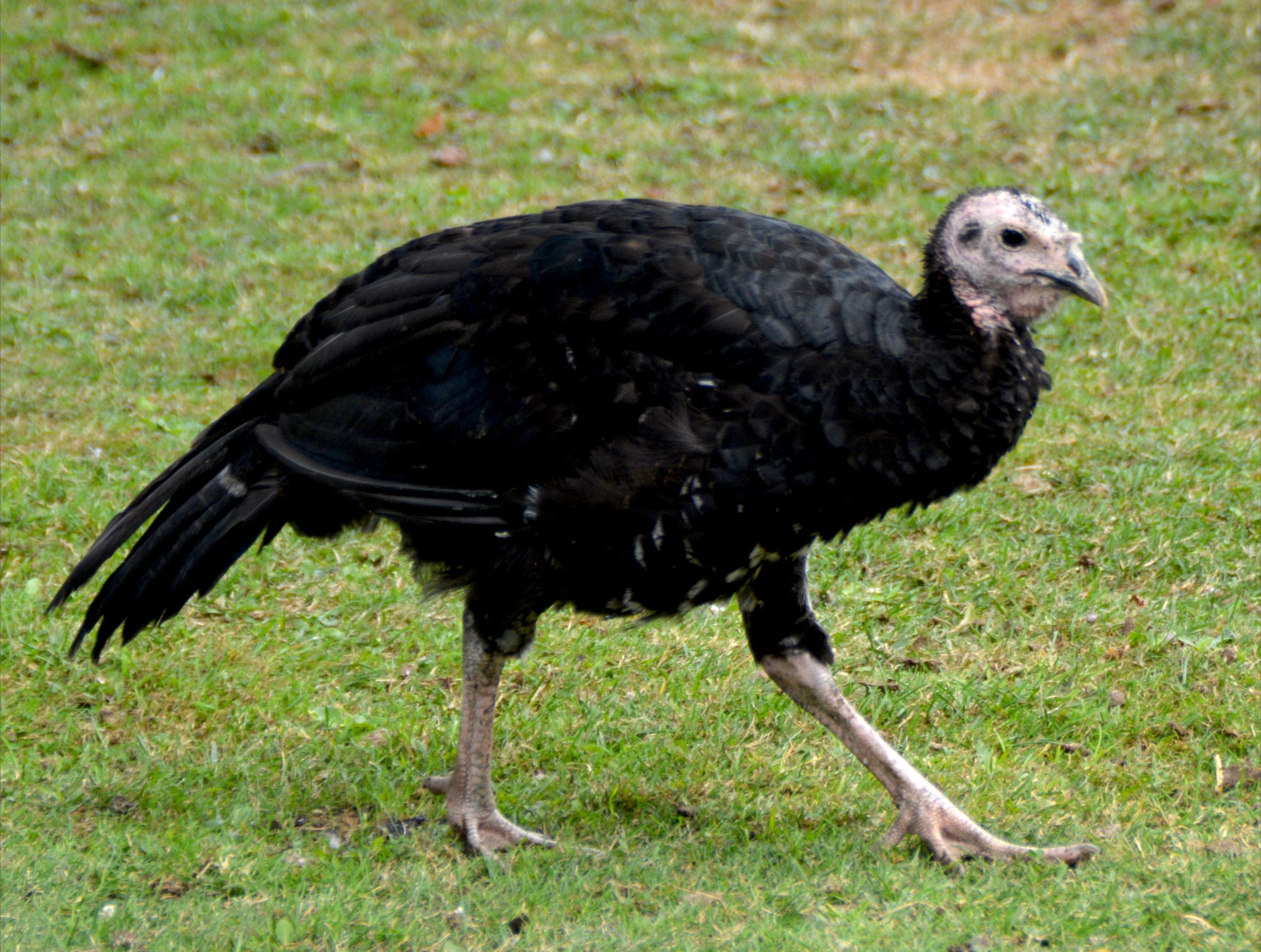 Phenotypes & Genotypes – TURKEY COLOR GENETICS