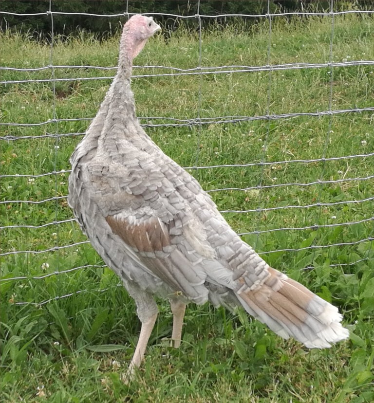 Phenotypes & Genotypes – TURKEY COLOR GENETICS
