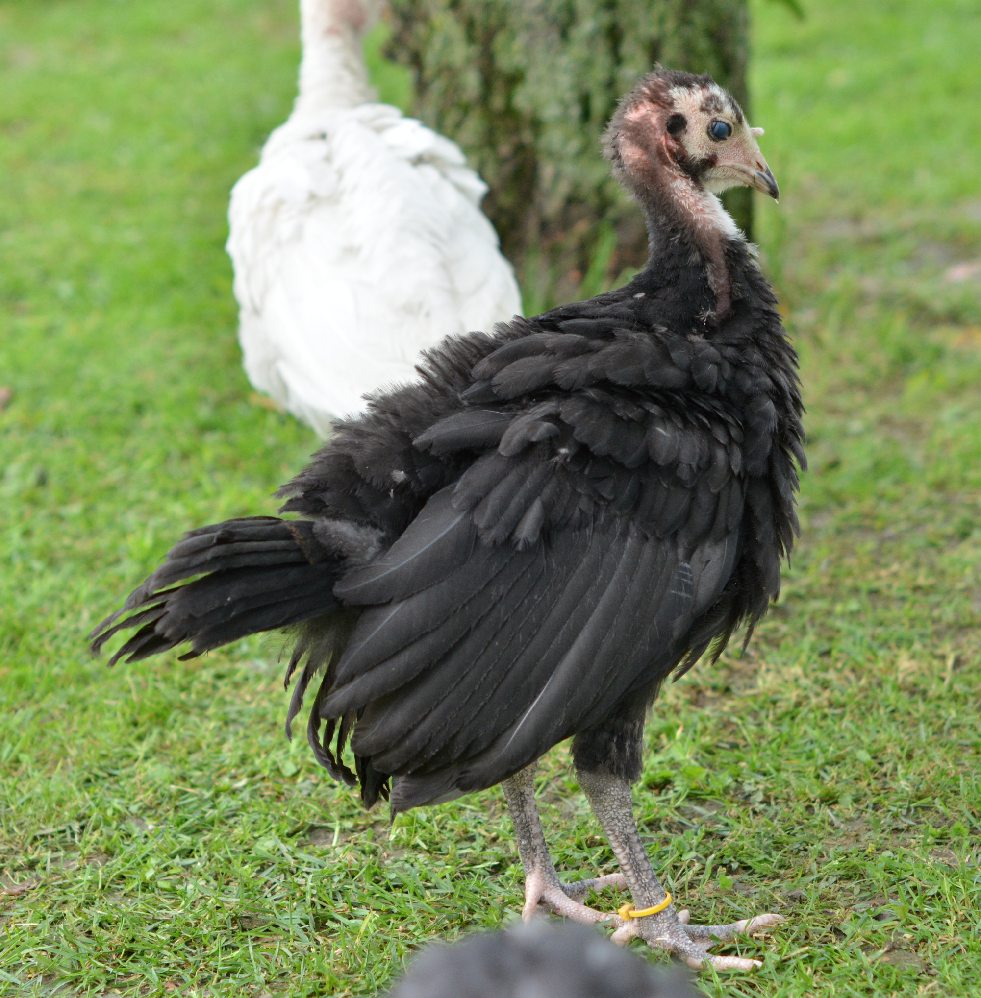Phenotypes & Genotypes – TURKEY COLOR GENETICS