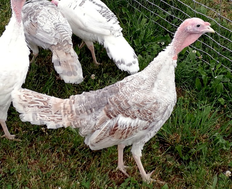 Phenotypes & Genotypes – TURKEY COLOR GENETICS
