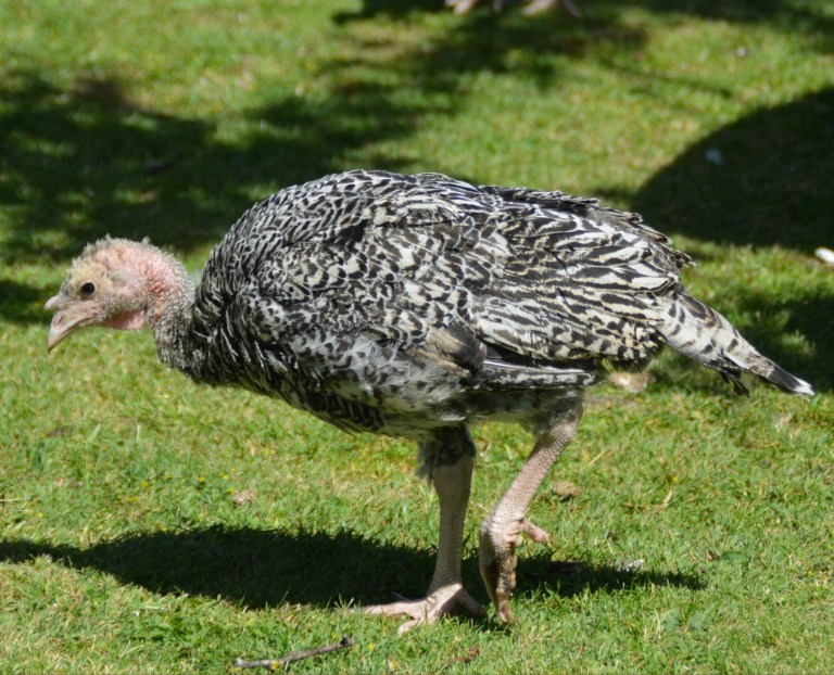 Phenotypes & Genotypes – TURKEY COLOR GENETICS