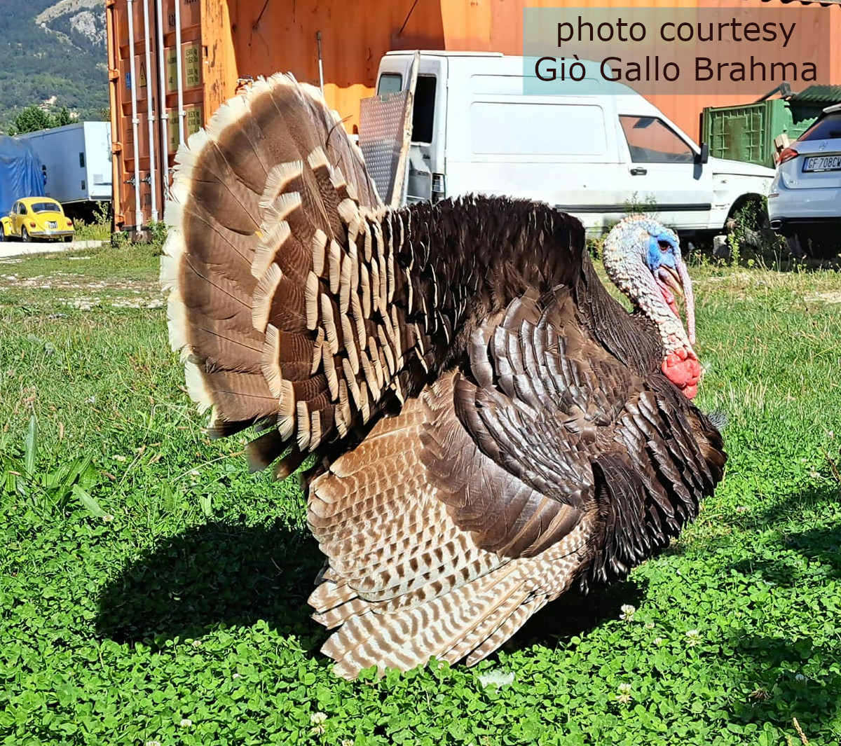 Phenotypes & Genotypes – TURKEY COLOR GENETICS