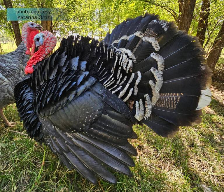 Phenotypes & Genotypes – TURKEY COLOR GENETICS