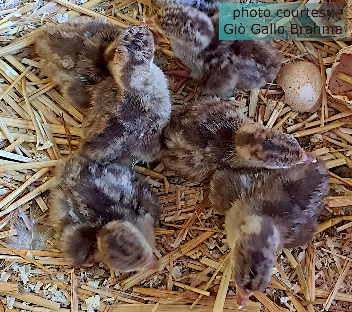 Phenotypes & Genotypes – TURKEY COLOR GENETICS