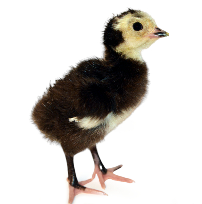 Phenotypes & Genotypes – TURKEY COLOR GENETICS