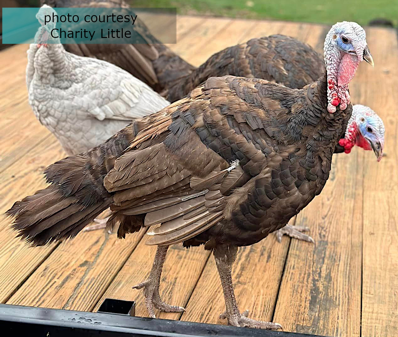 Phenotypes & Genotypes – TURKEY COLOR GENETICS