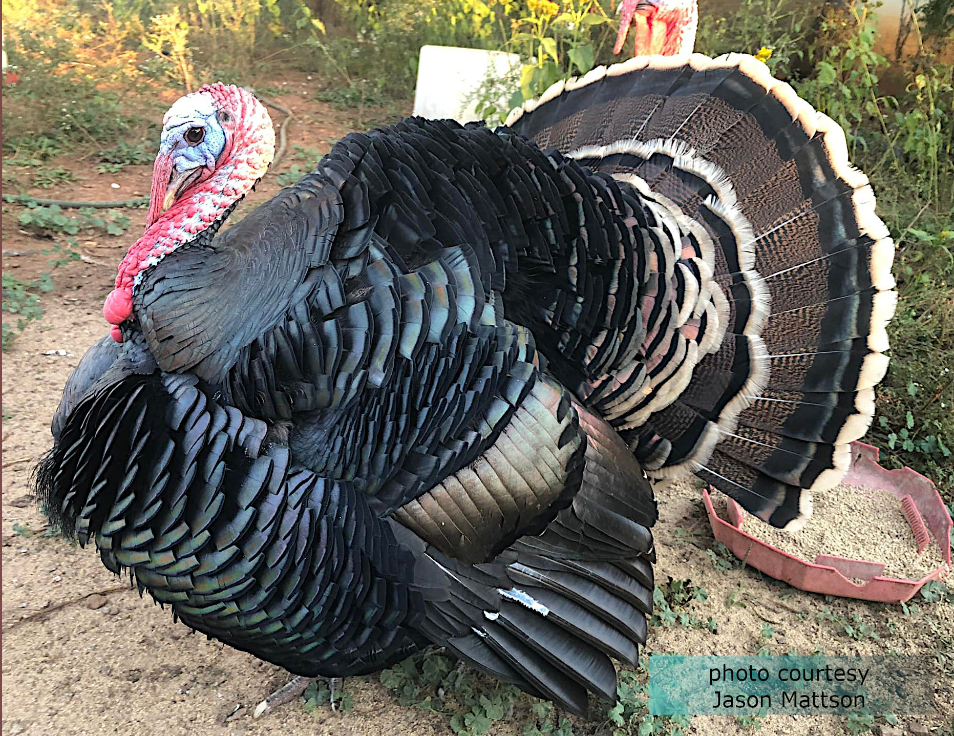 Phenotypes & Genotypes – TURKEY COLOR GENETICS